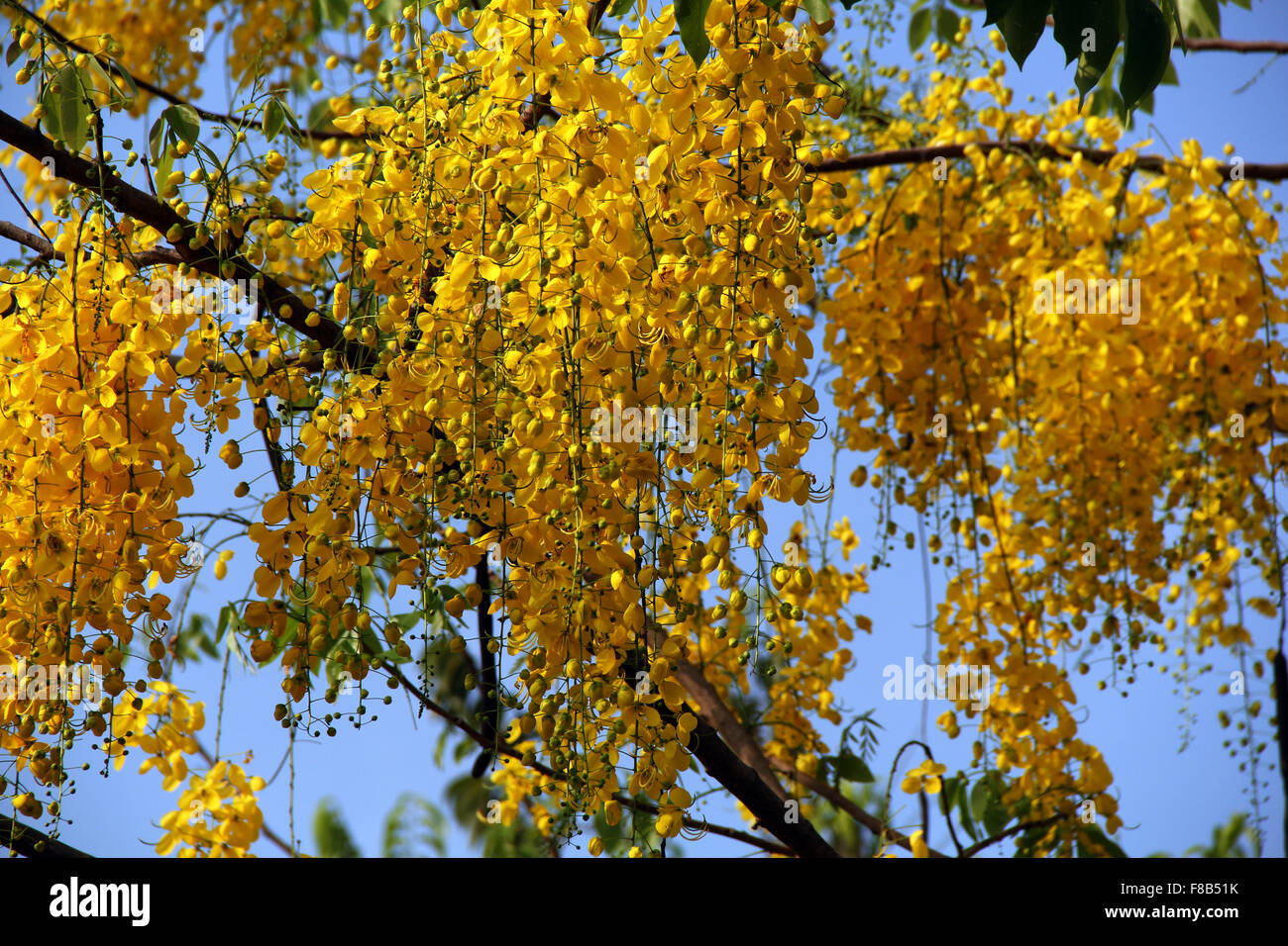 A seasonal yellow flower that consider as an auspecious and named ...