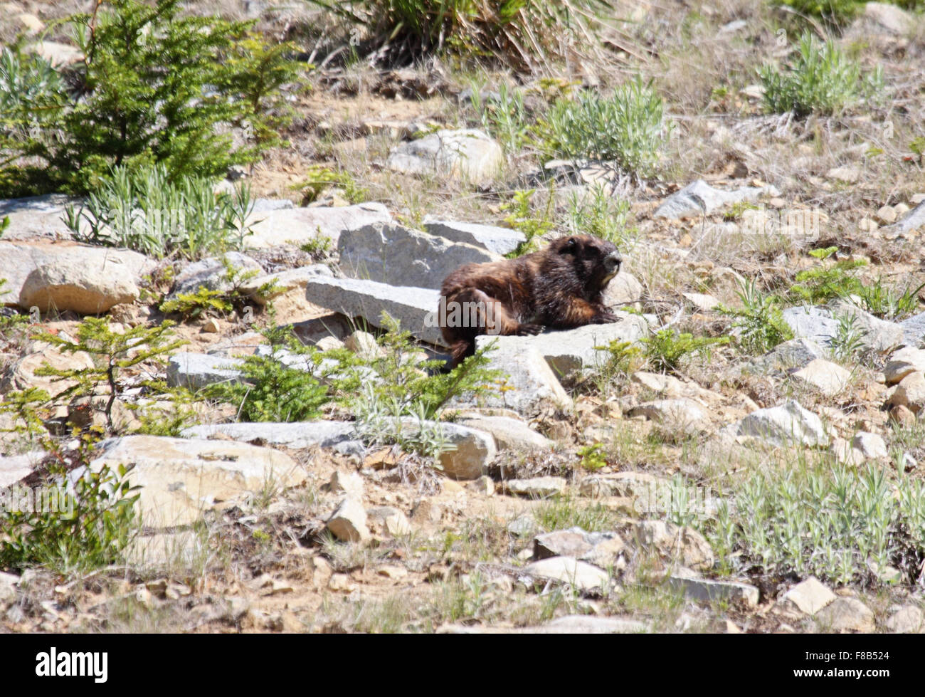 Marmota vancouverensis hi-res stock photography and images - Alamy