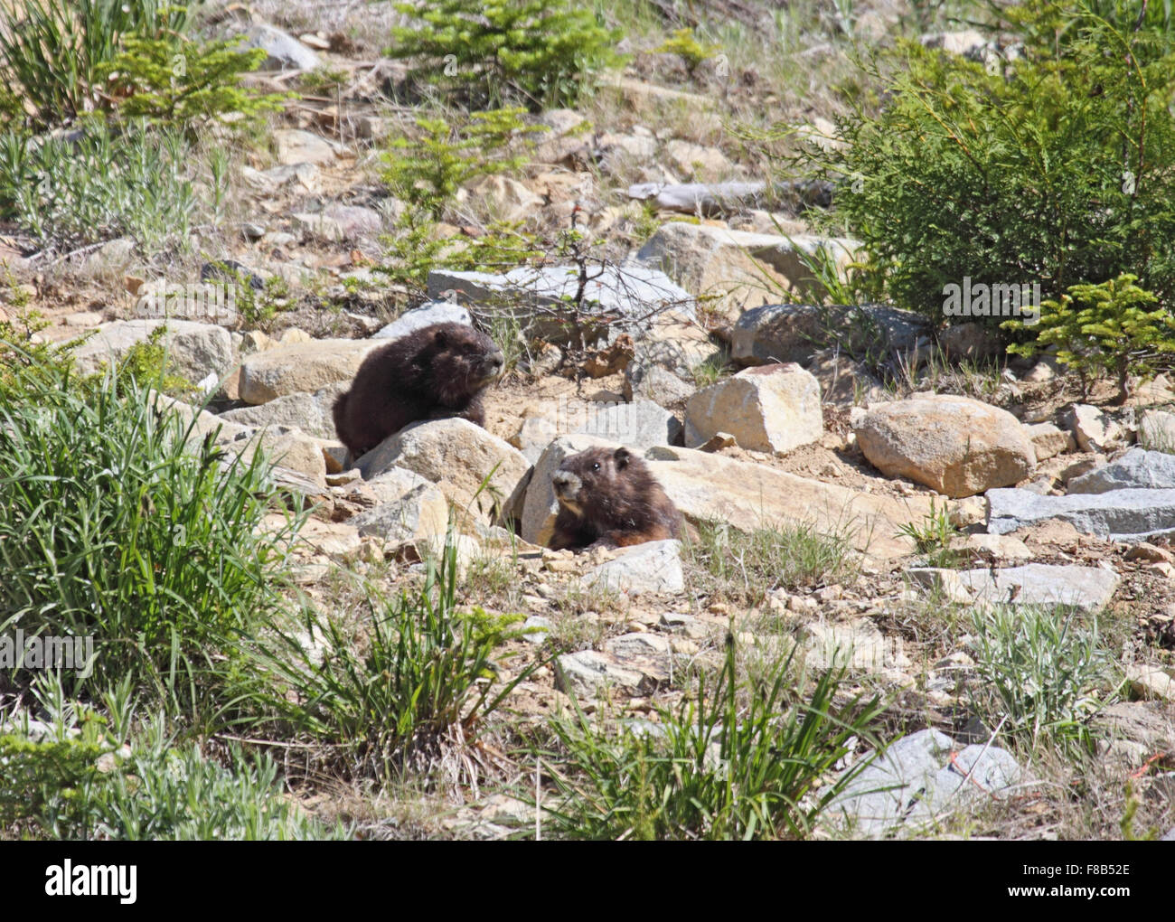 Marmota vancouverensis hi-res stock photography and images - Alamy