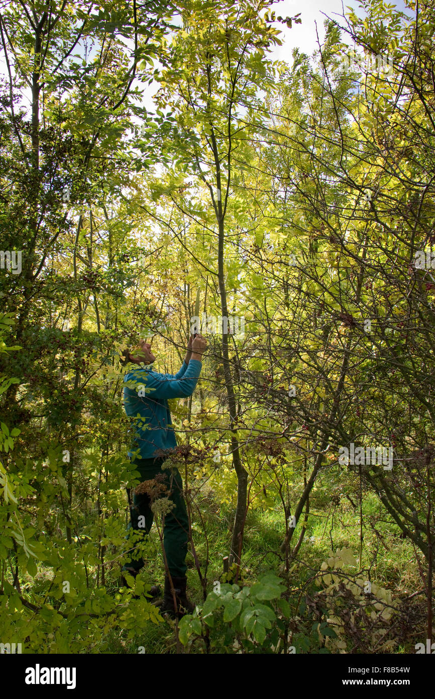 A man cutting down and trimming tree branches in a woodland in North ...