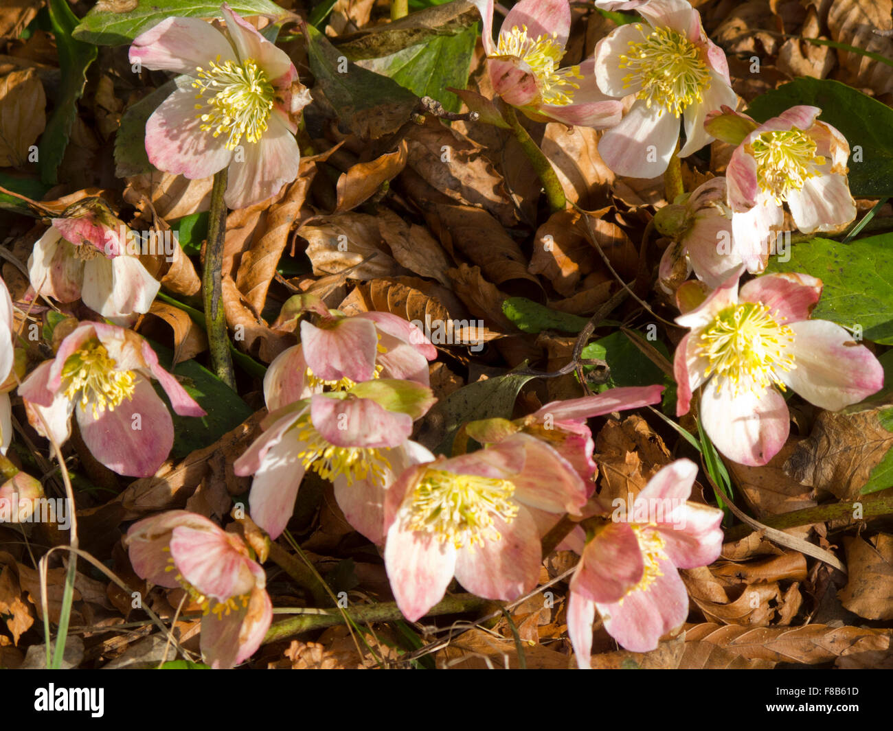 Schneerose hi-res stock photography and images - Alamy