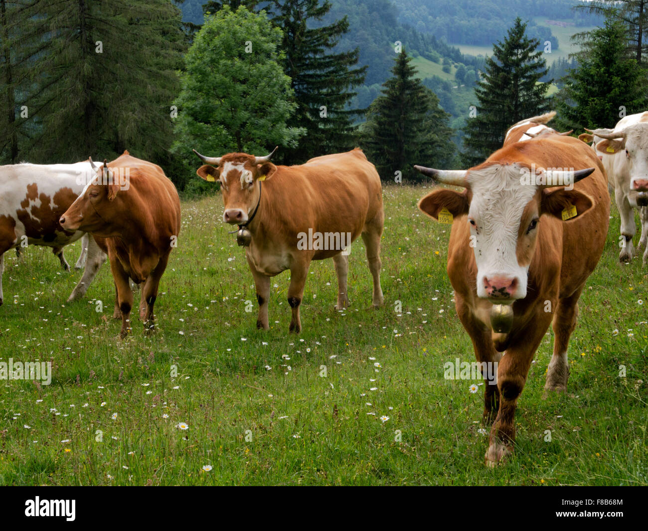 Österreich, Niederösterreich, Scheibbs, Kuhherde am Schlagerboden Stock ...
