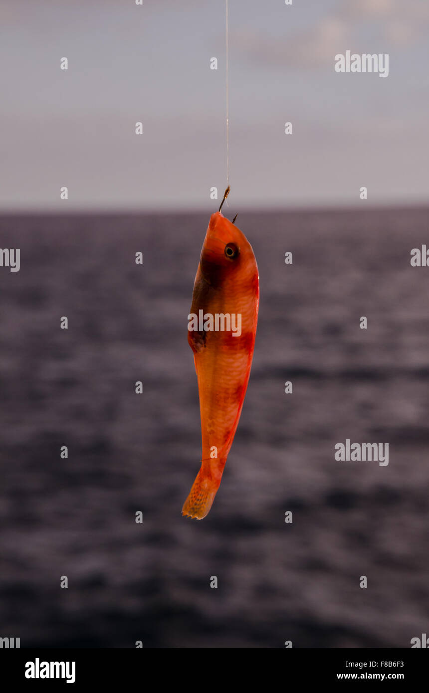 One Sea Fish Hooked Stock Photo - Alamy
