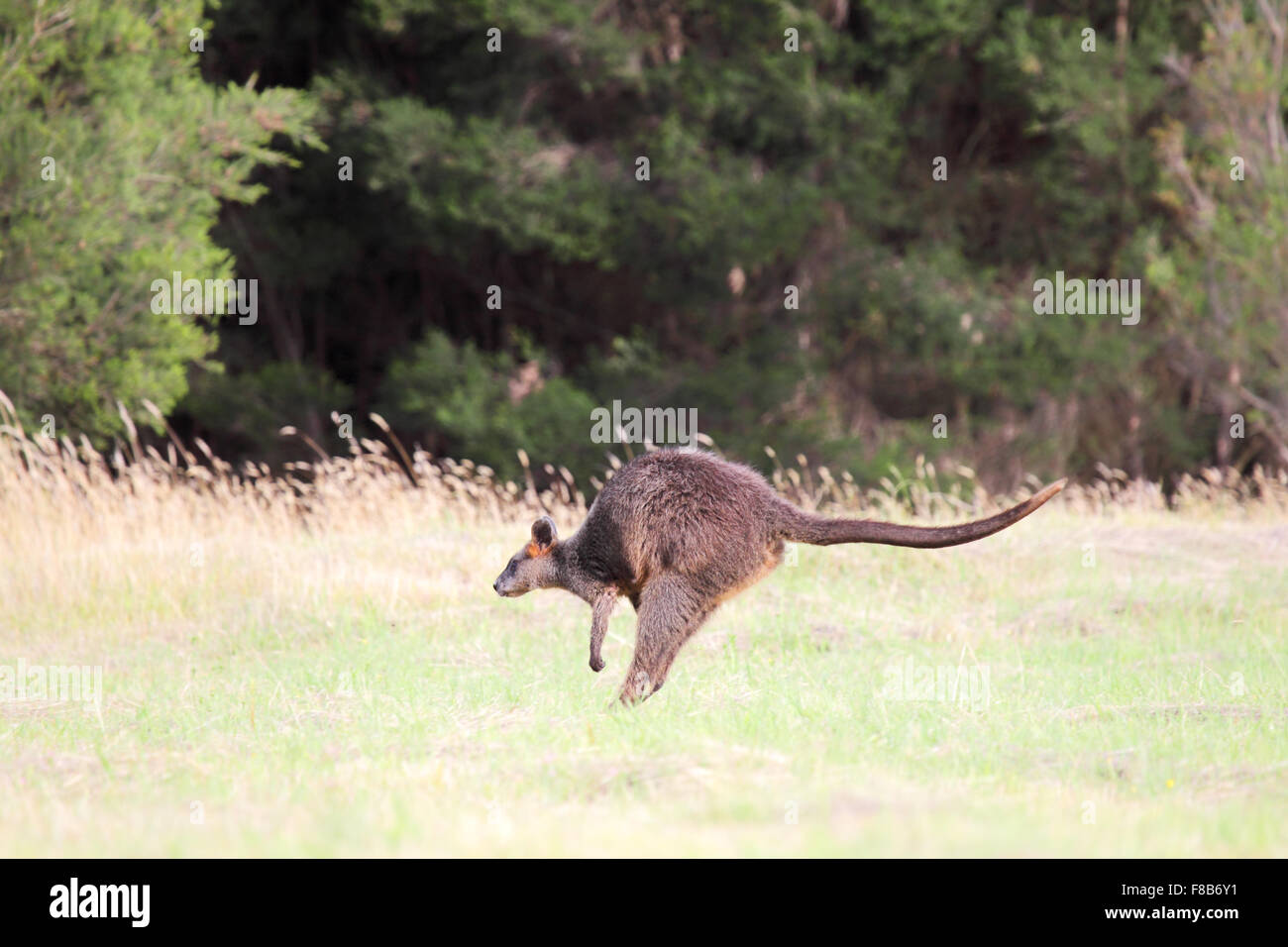 Jumping Swamp Wallaby (Wallabia bicolor) on Phillip Island, Victoria ...