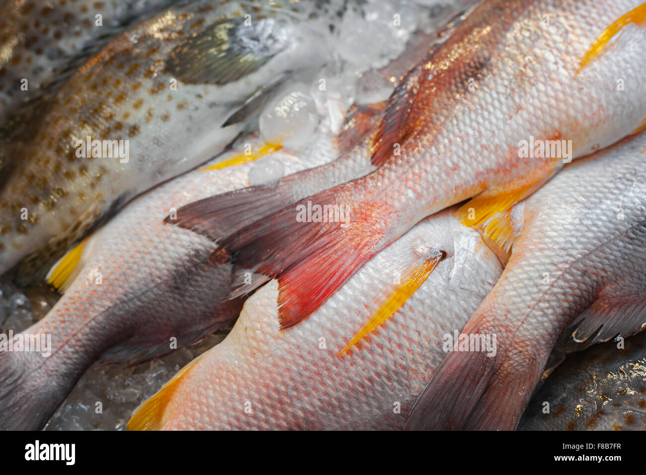 Image of white snapper at fish market in Thailand Stock Photo - Alamy