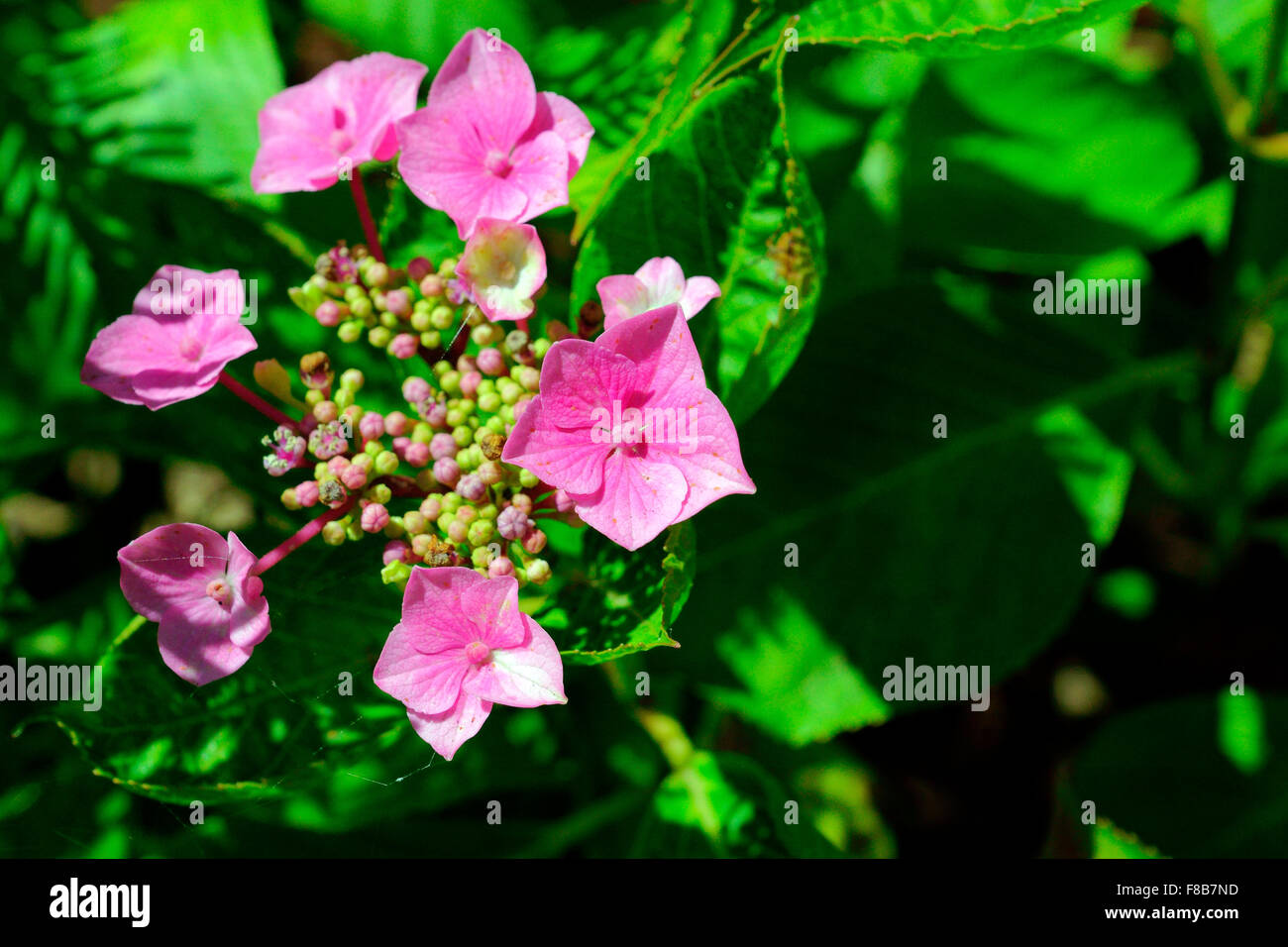 Hydrangea japan forest hi-res stock photography and images - Alamy