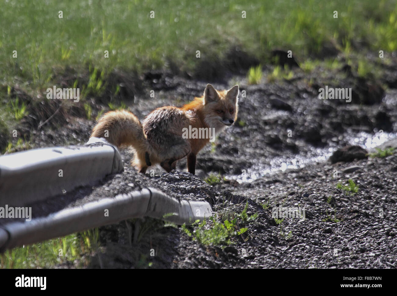 Marking of animals hi-res stock photography and images - Alamy
