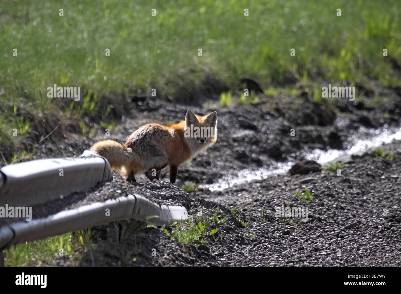 Red fox marking territory by defecating at edge of track in Alberta ...