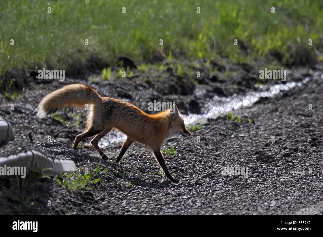Red fox crossing road hi-res stock photography and images - Alamy