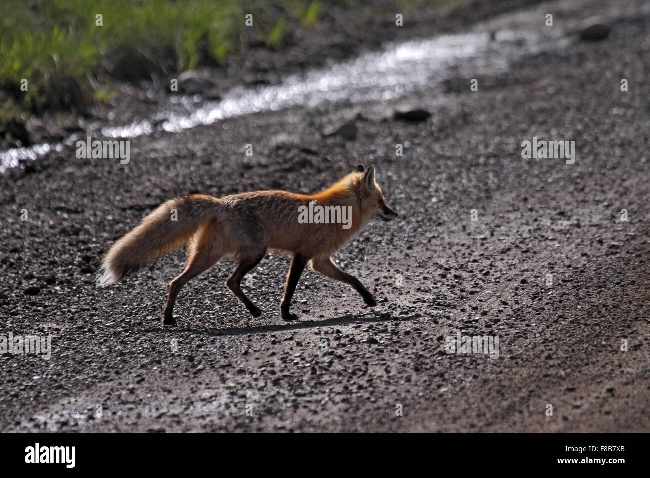 Red Fox Trotting High Resolution Stock Photography and Images - Alamy
