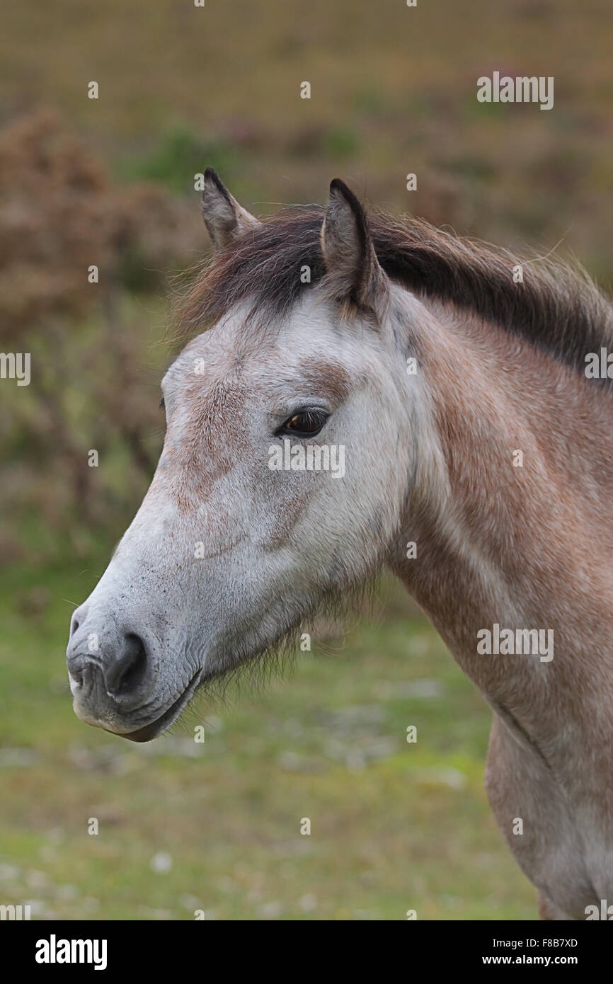 photo portrait of a beautiful pony Stock Photo - Alamy