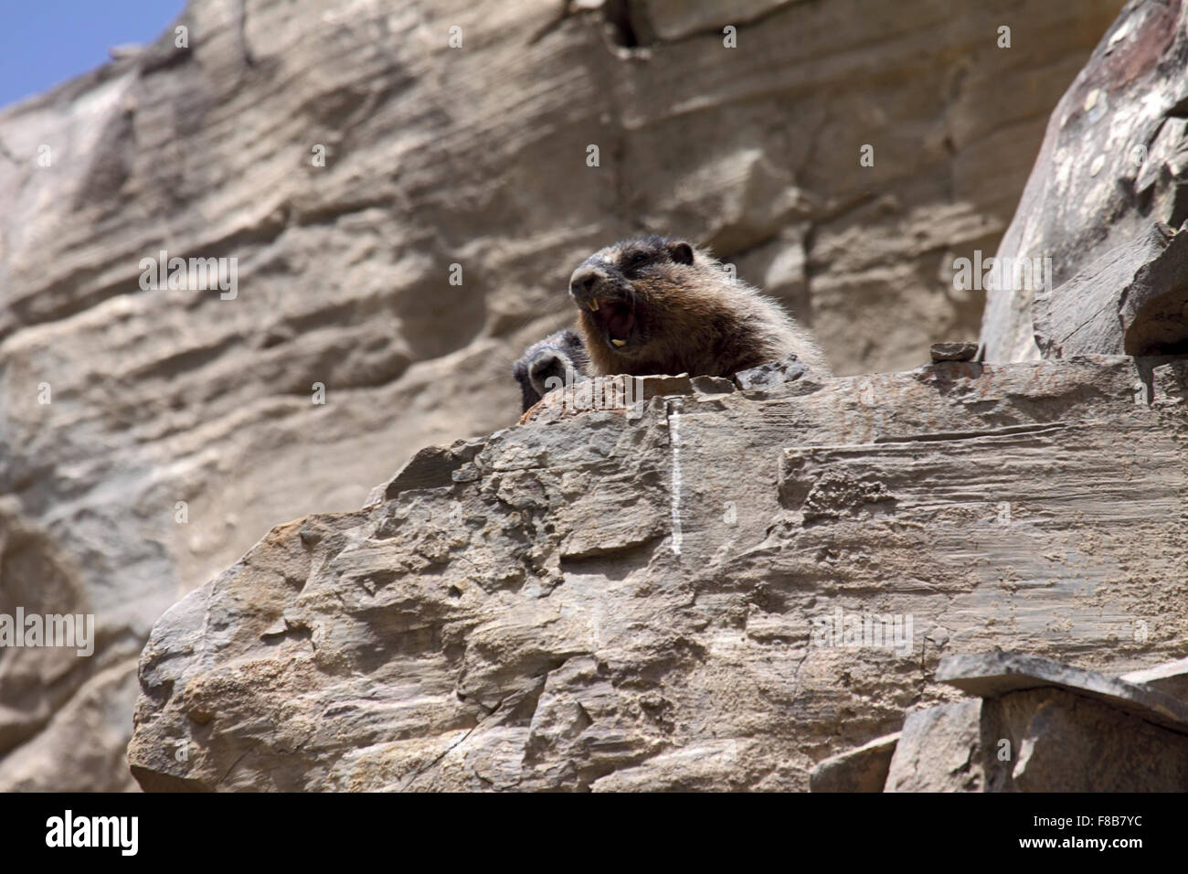 Hoary marmots beside burrow sunning themselves and whistling on rocky ...