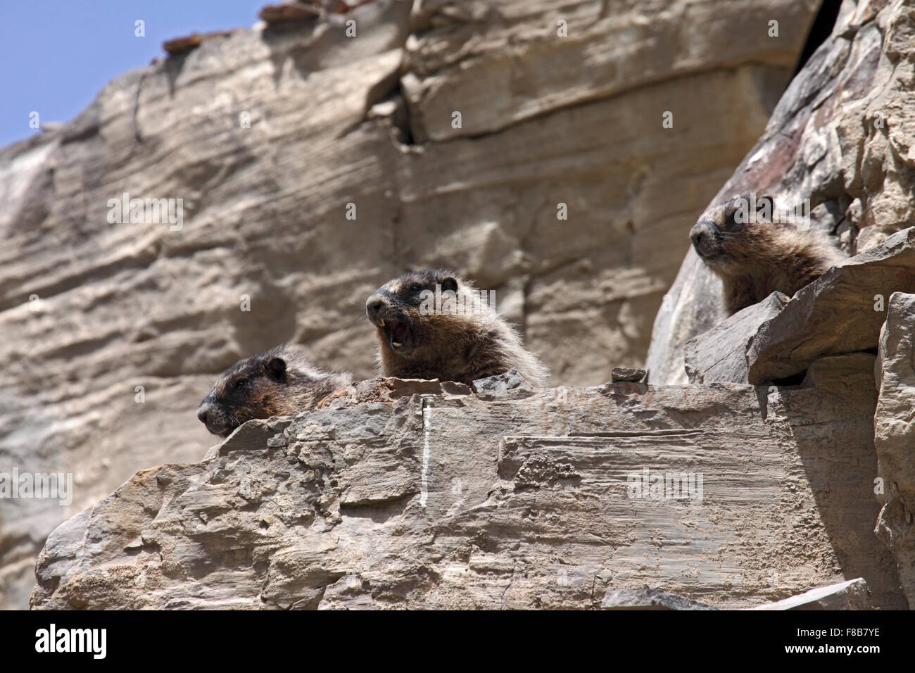 Hoary marmots beside burrow sunning themselves and whistling on rocky ...