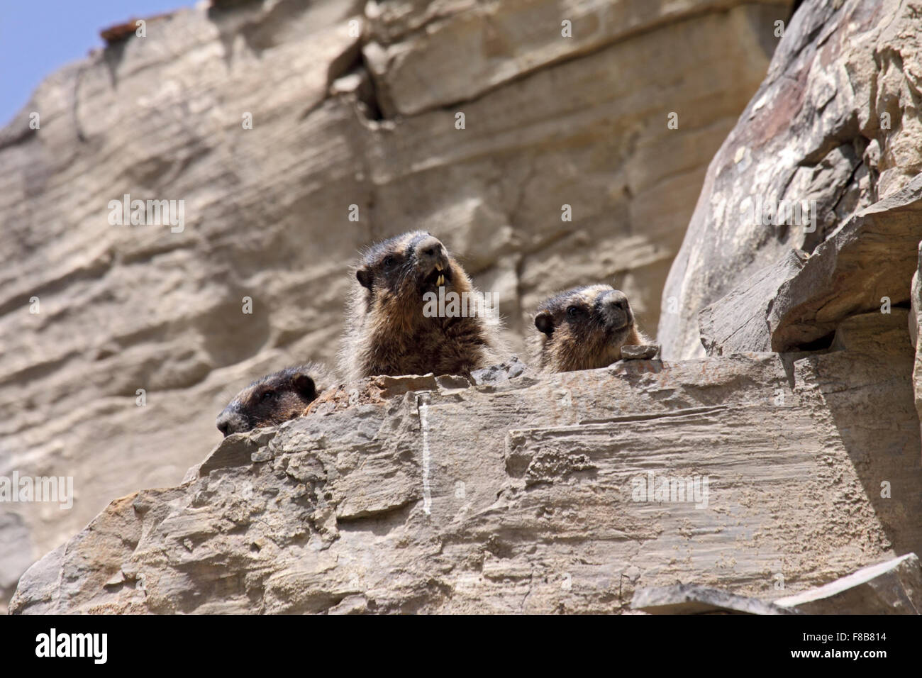 Marmots sunbathing hi-res stock photography and images - Alamy