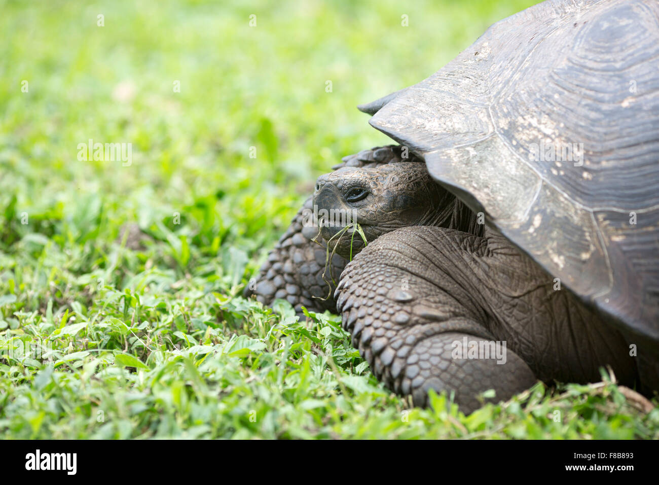 Wildlife on the Galapagos Islands , Ecuador . giant tortoise Stock ...