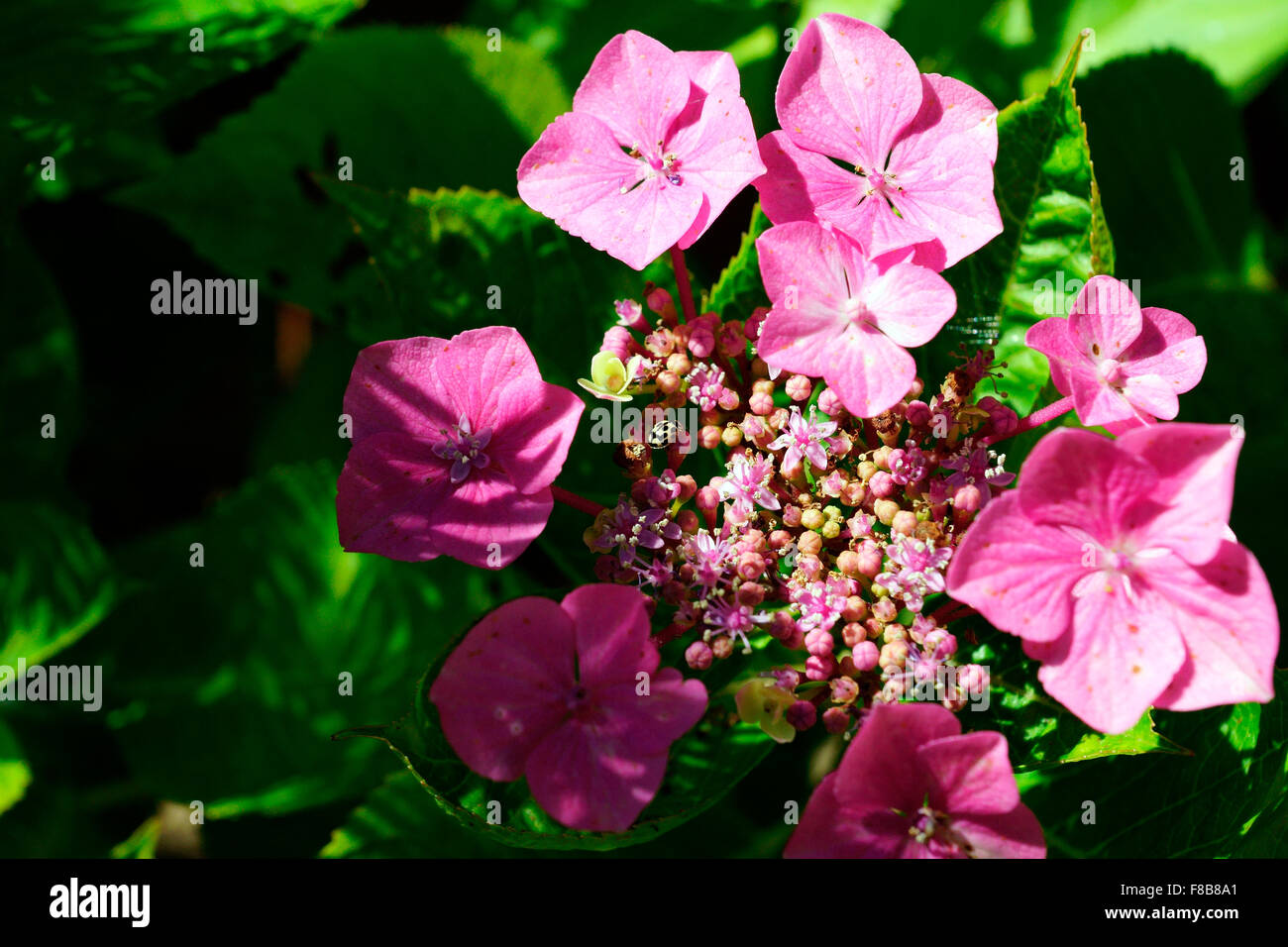 Eastern red bud trees hi-res stock photography and images - Alamy