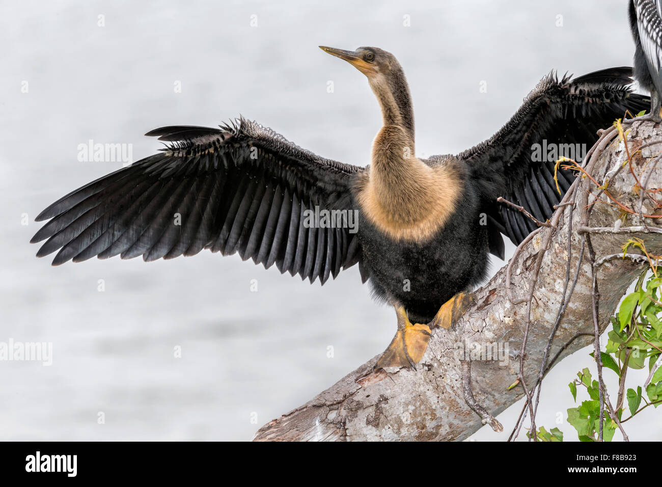 American female anhinga hi-res stock photography and images - Alamy