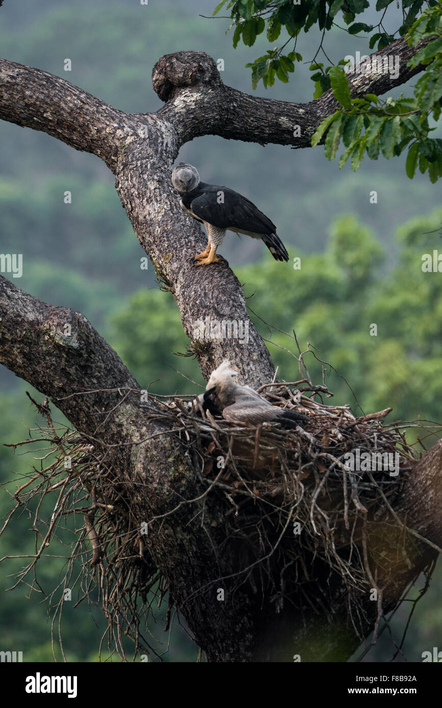 Harpy Eagle Chick