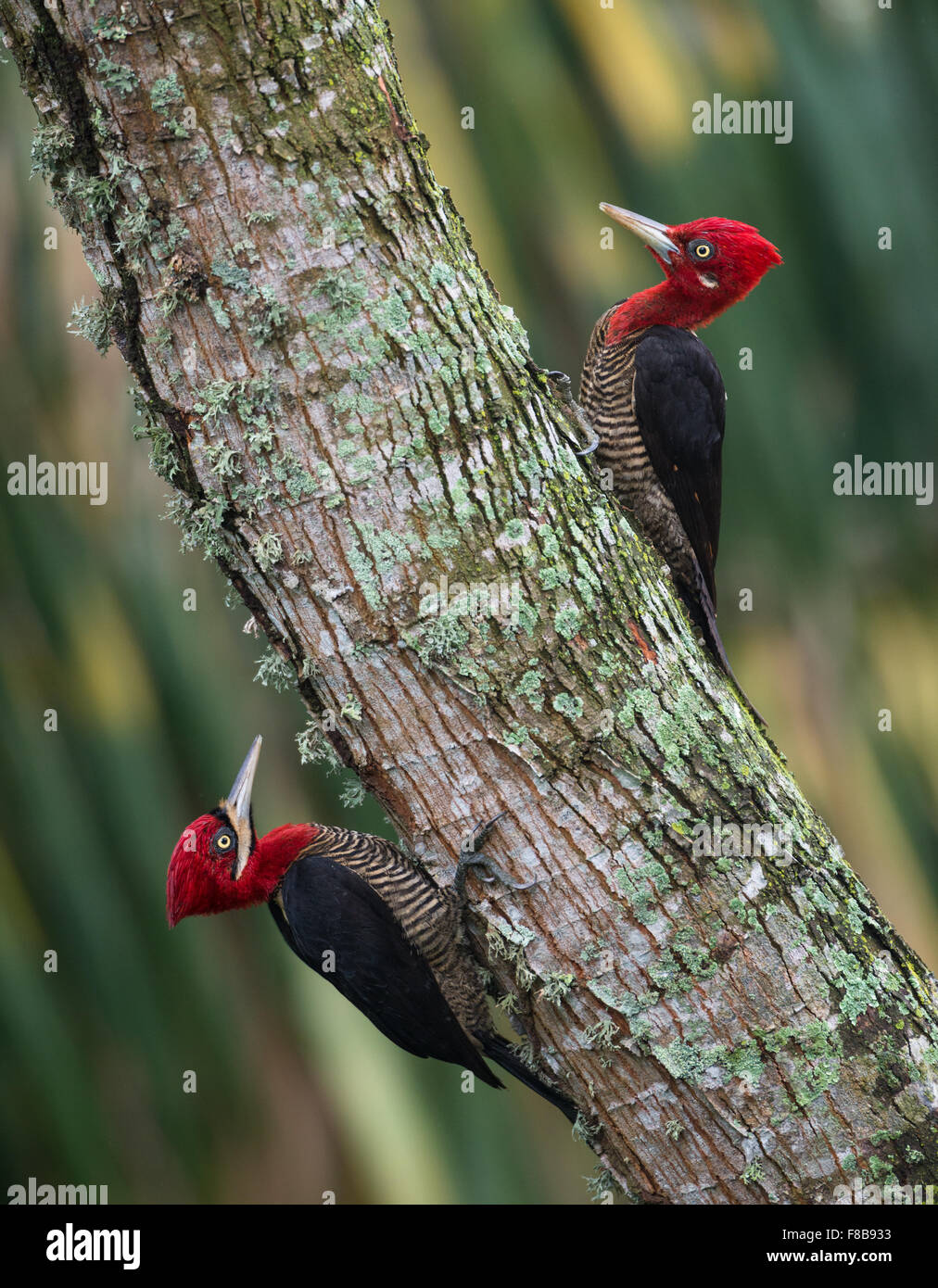 Pica pau rei hi-res stock photography and images - Alamy