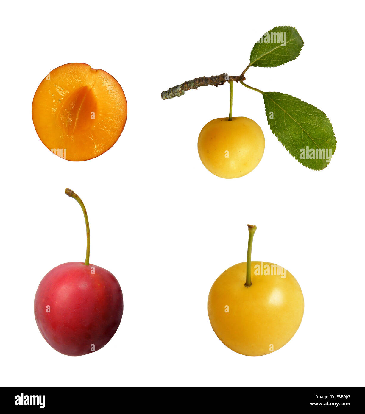 mirabelle yellow and red plum set isolated Stock Photo - Alamy