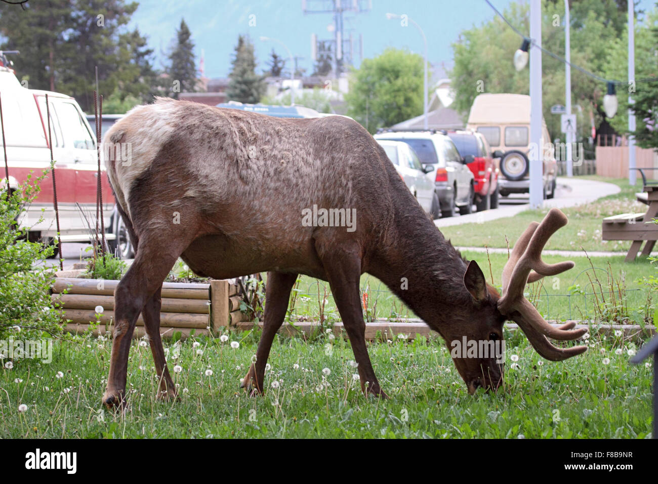Elk stag in velvet grazing on lawn in Jasper Alberta Canada Stock Photo ...