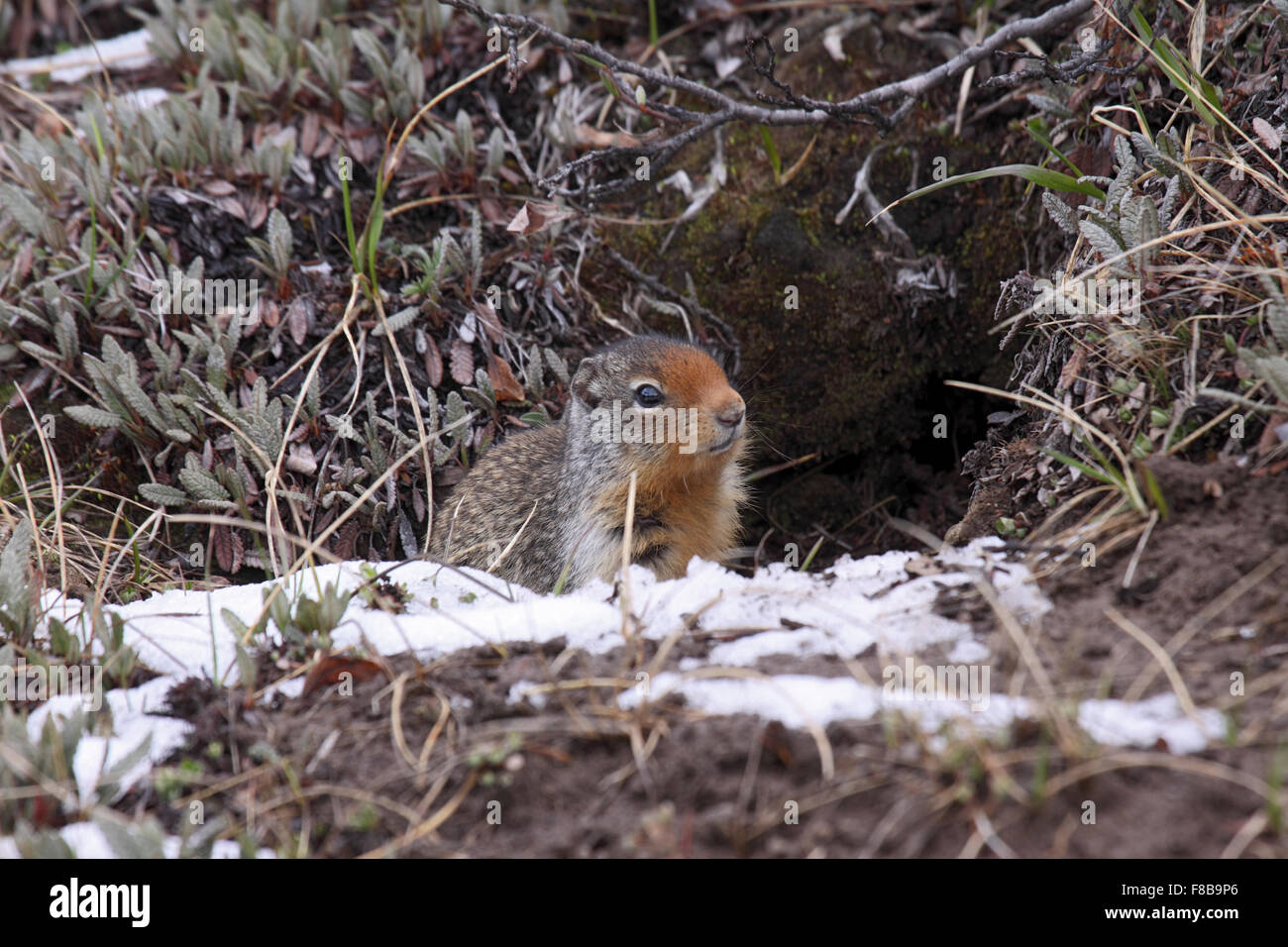 Hibernating squirrel hi-res stock photography and images - Alamy