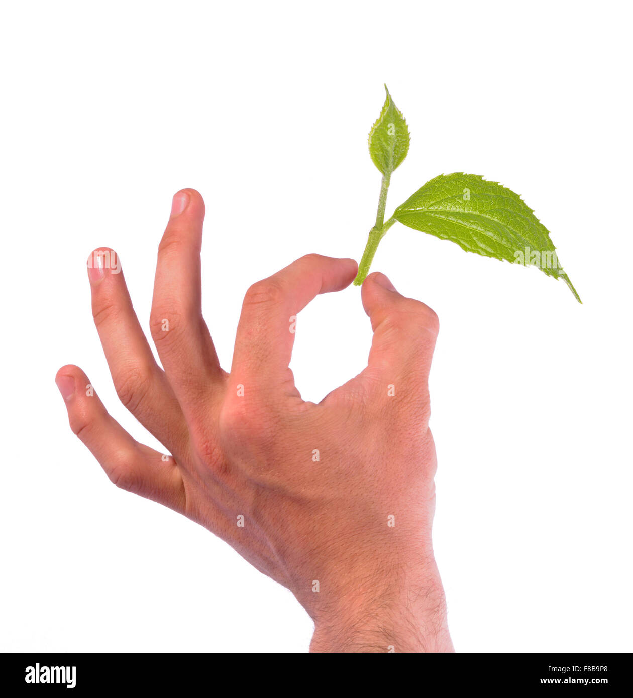 hand holding plant isolated on white Stock Photo - Alamy