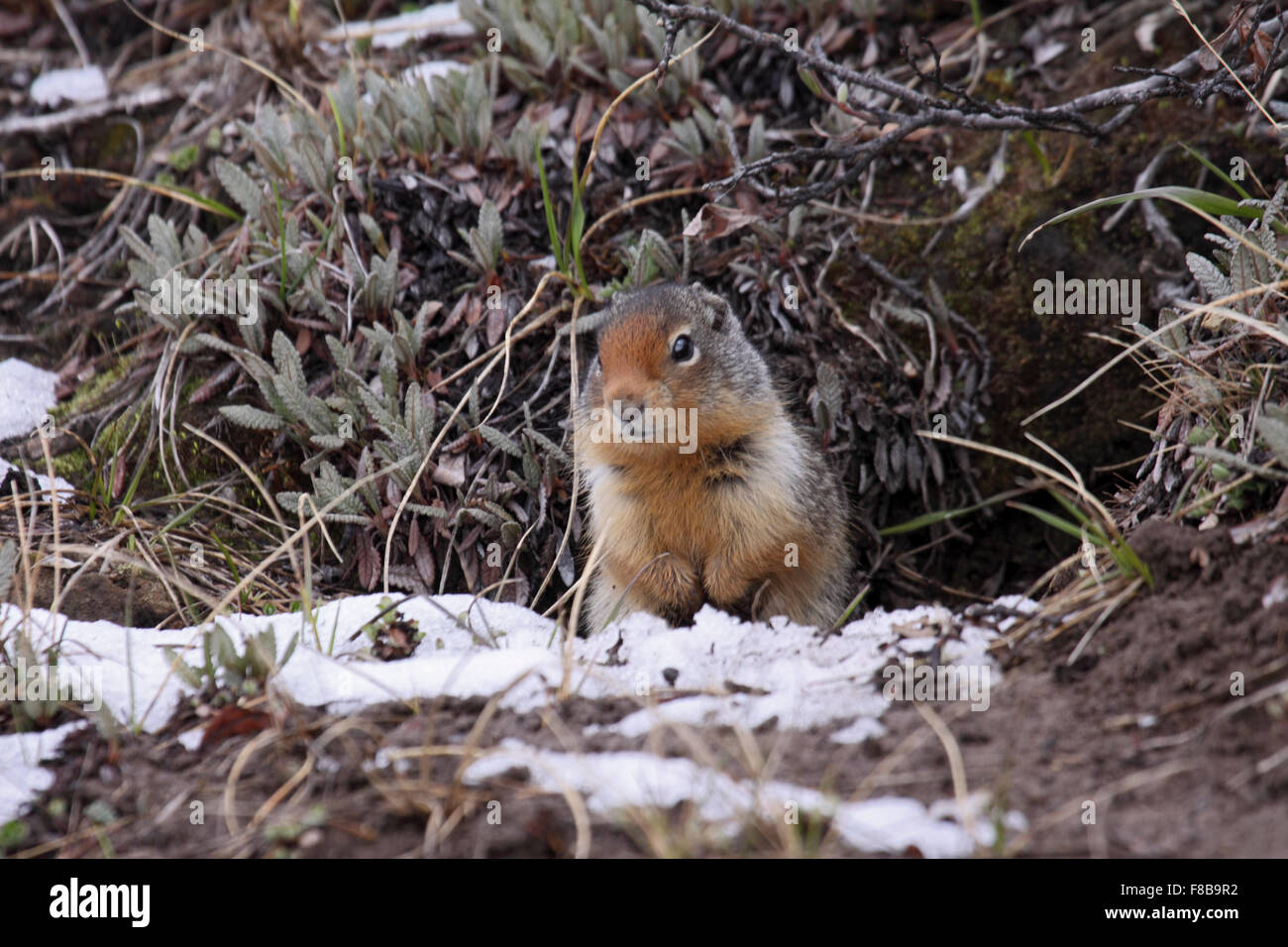 Snow Burrow Stock Photos & Snow Burrow Stock Images - Alamy
