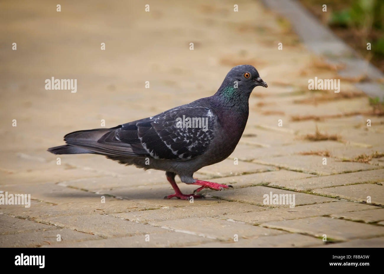 Pigeon walking on the pavement Stock Photo - Alamy