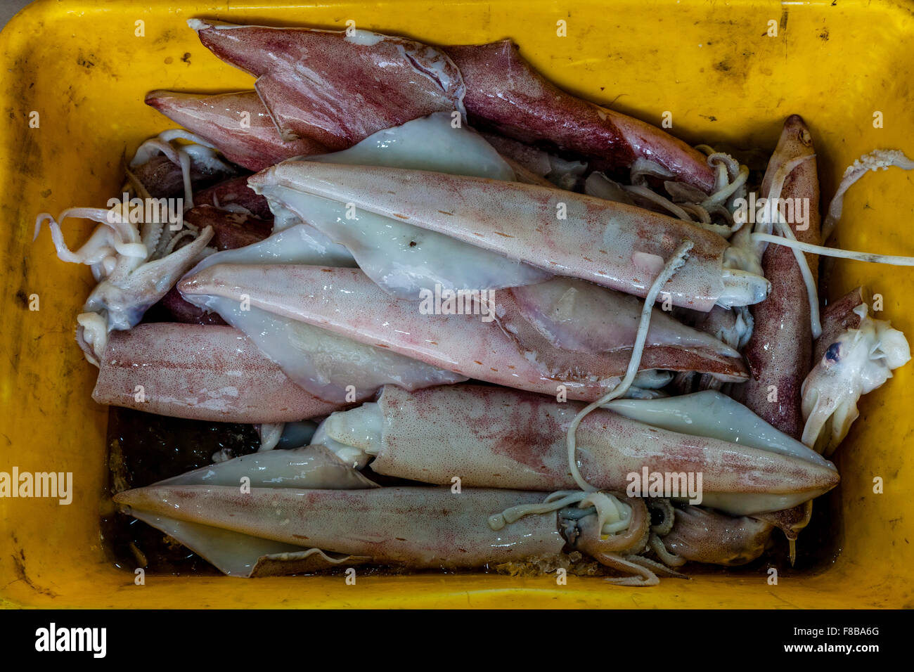Fresh Squid For Sale At The Fish Market In Marmaris, Mugla Province ...