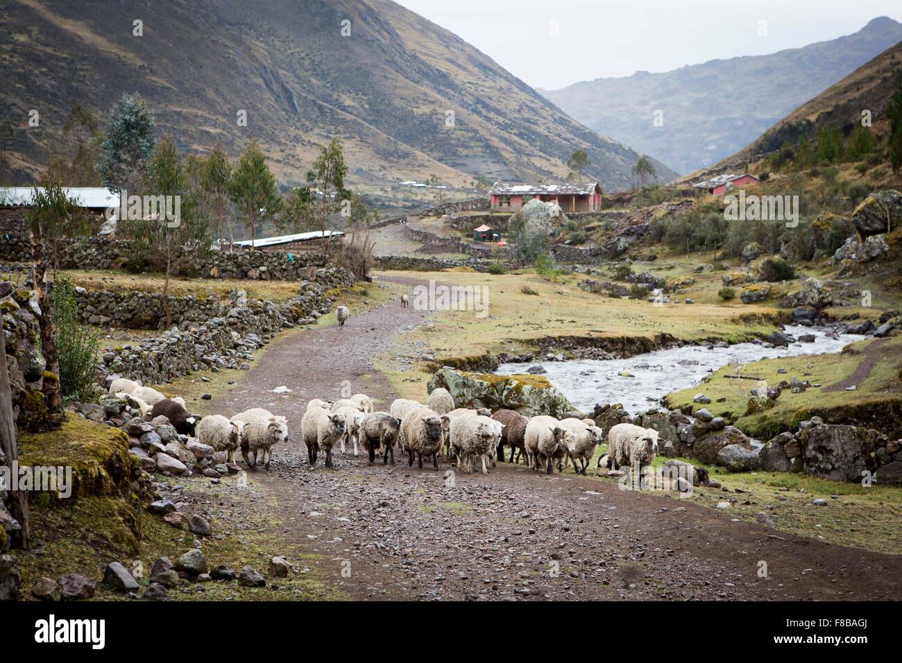 Eight sheep hi-res stock photography and images - Alamy
