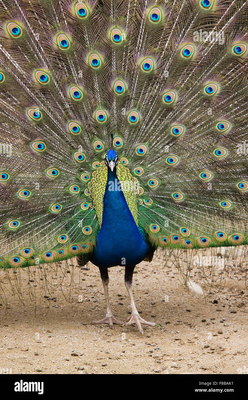 Decorative tail feathers hi-res stock photography and images - Alamy