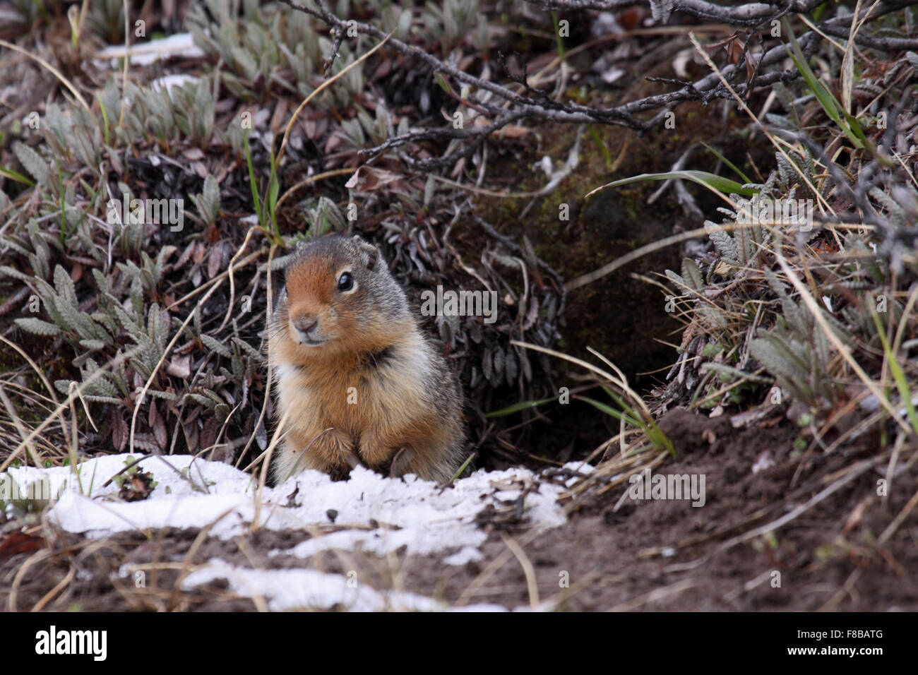 Hibernating Squirrel