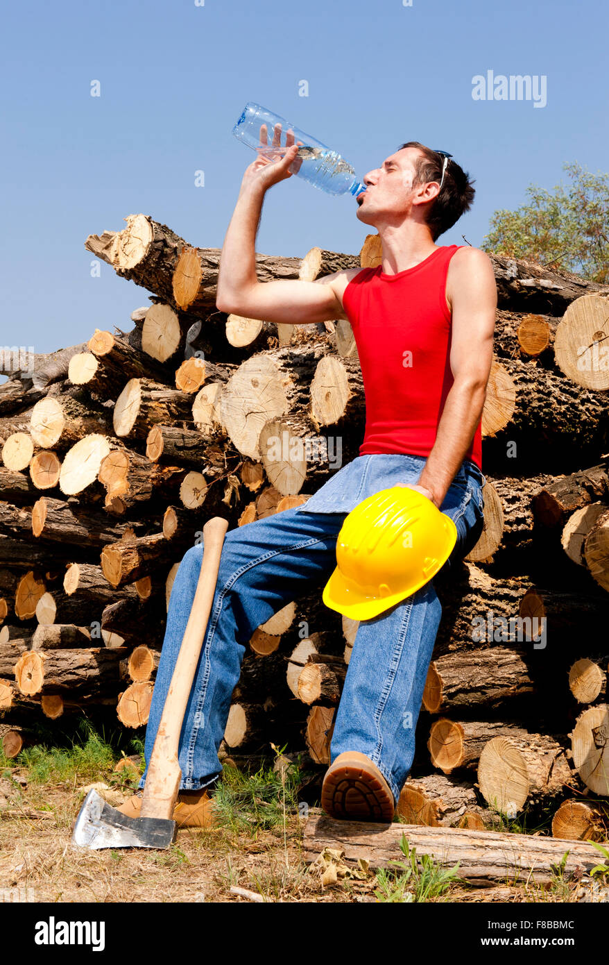 woodcutter cuts the tree in the forest Stock Photo - Alamy