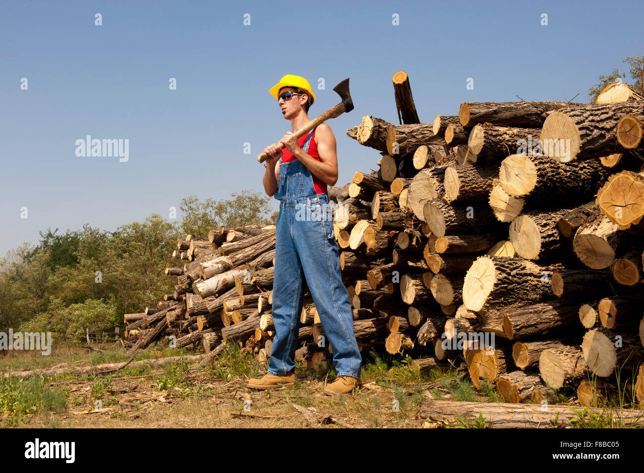 woodcutter cuts the tree in the forest Stock Photo - Alamy