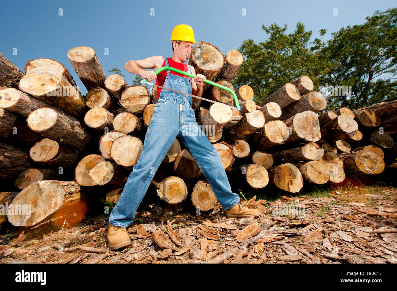 woodcutter cuts the tree in the forest Stock Photo - Alamy