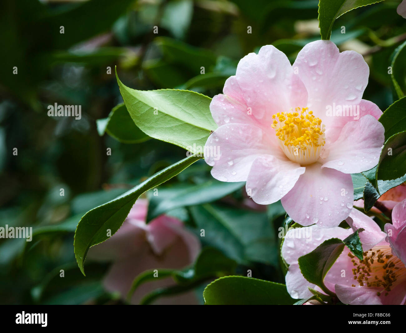 Rhododendron flower hi-res stock photography and images - Alamy