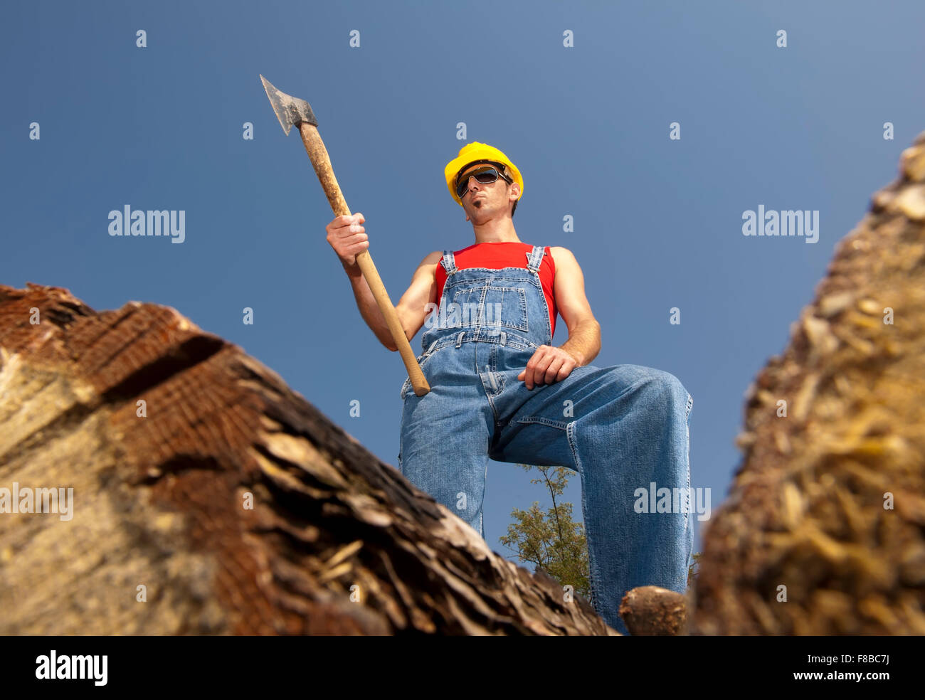 woodcutter cuts the tree in the forest Stock Photo - Alamy
