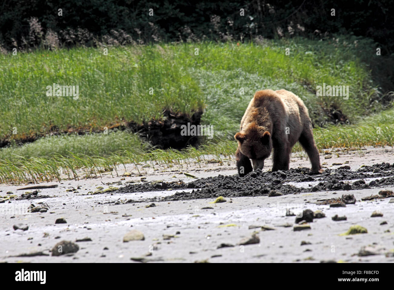 Brown grizzly bear digging clams hi-res stock photography and images ...
