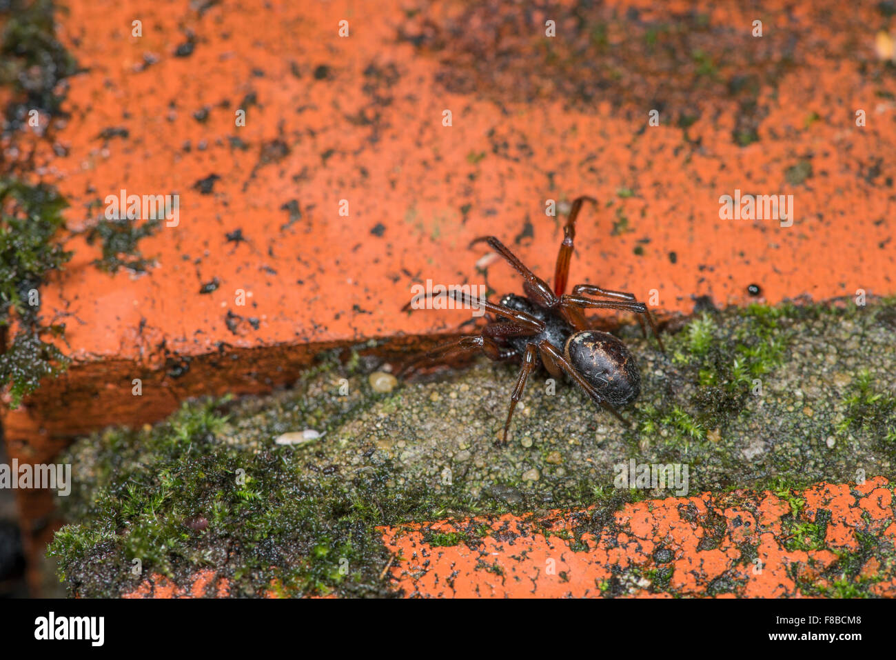 False Black Widow Spider: Steotoda nobilis. Sussex, England Stock Photo ...