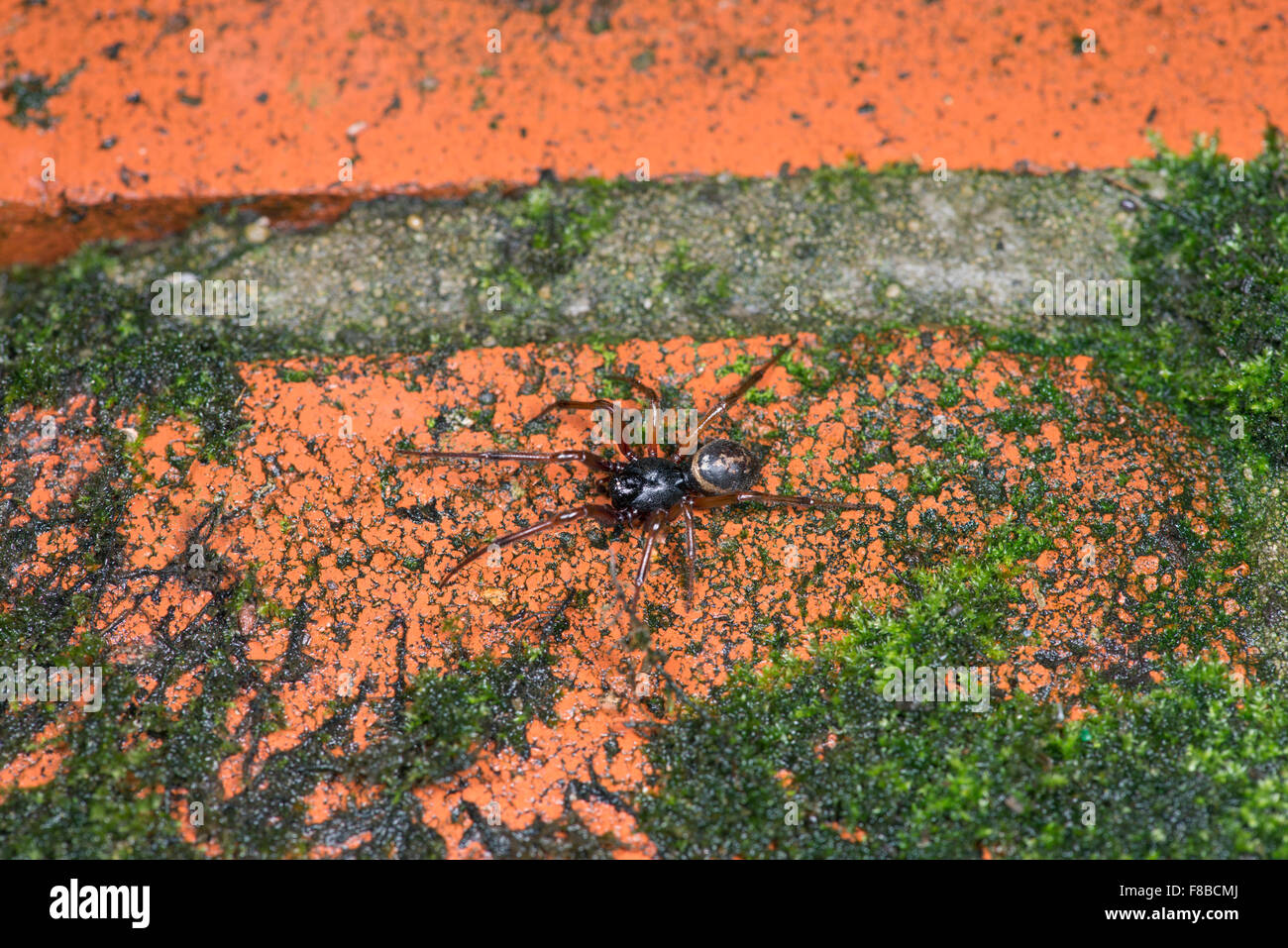 False Black Widow Spider: Steotoda nobilis. Sussex, England Stock Photo ...