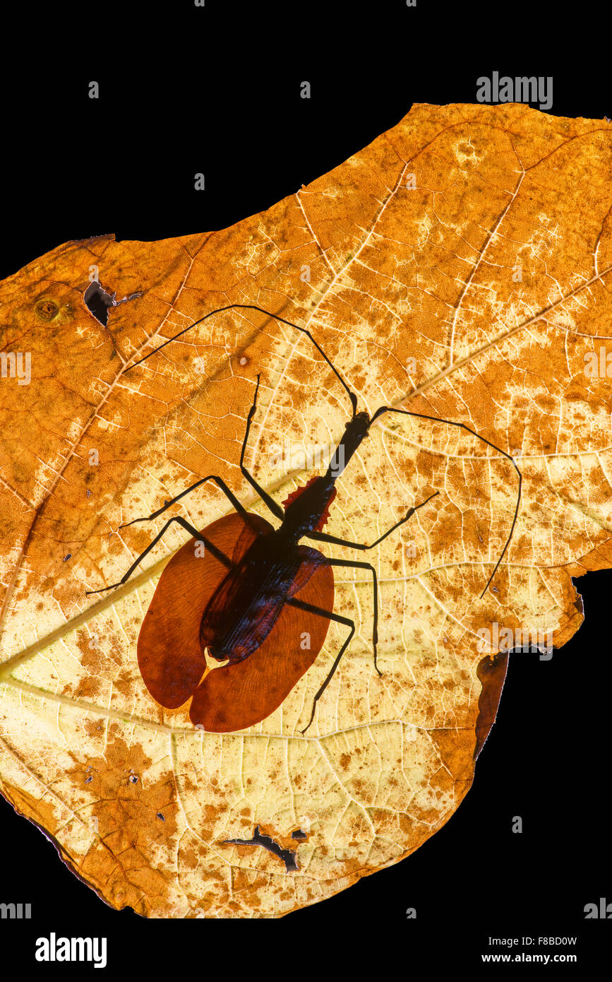 Violin, or Banjo Beetle: Mormolyce sp. Controlled conditions, Malaysian ...