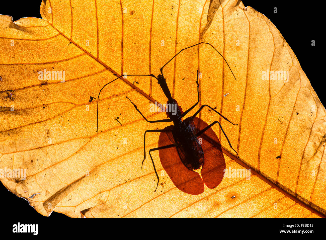 Violin, or Banjo Beetle: Mormolyce sp. Controlled conditions, Malaysian ...