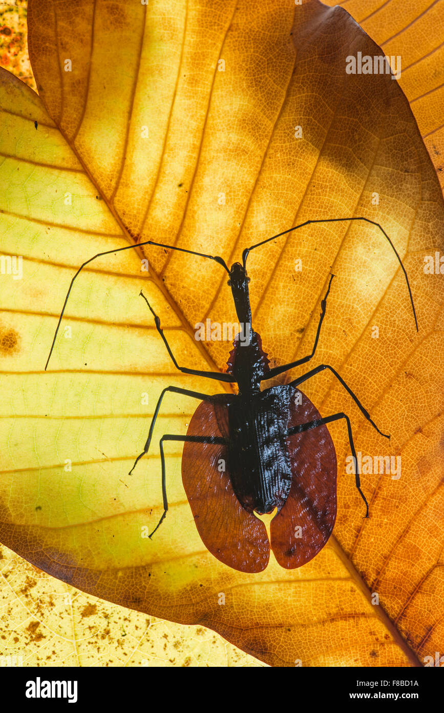 Violin, or Banjo Beetle: Mormolyce sp. Controlled conditions, Malaysian ...