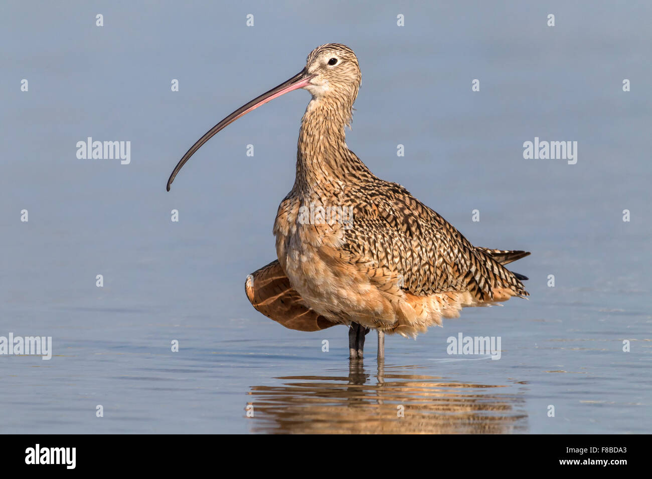 Wading bird with long curved beak hi-res stock photography and images ...