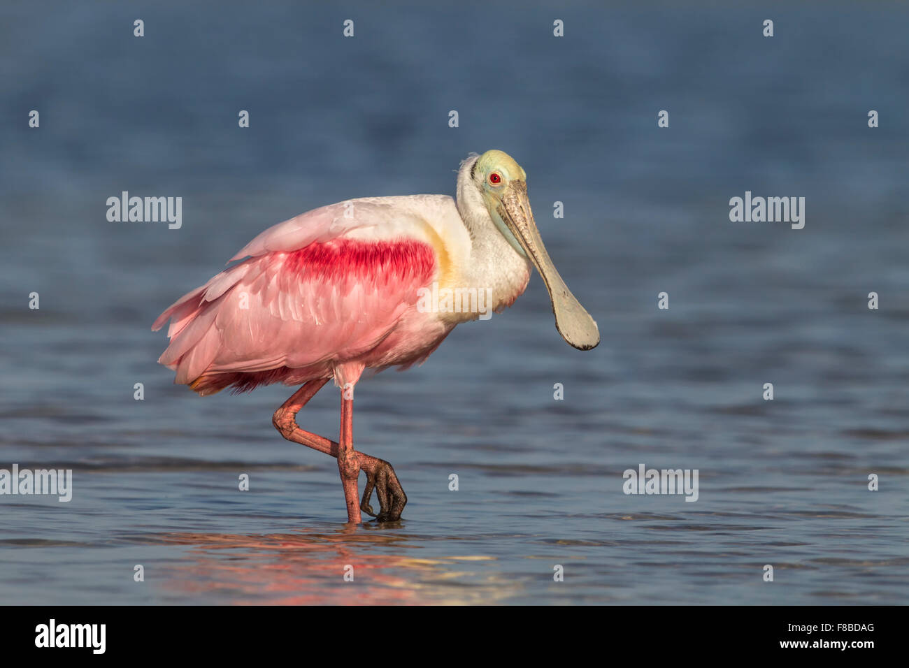 Spoonbill fishing hi-res stock photography and images - Alamy