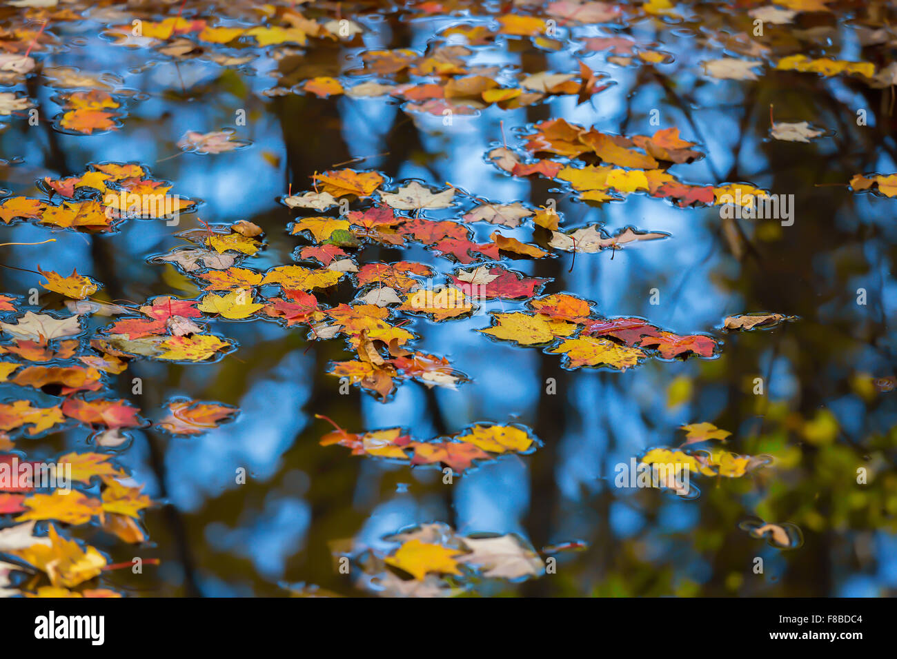 Autumn maple leaves floating in a pond of still water Stock Photo - Alamy