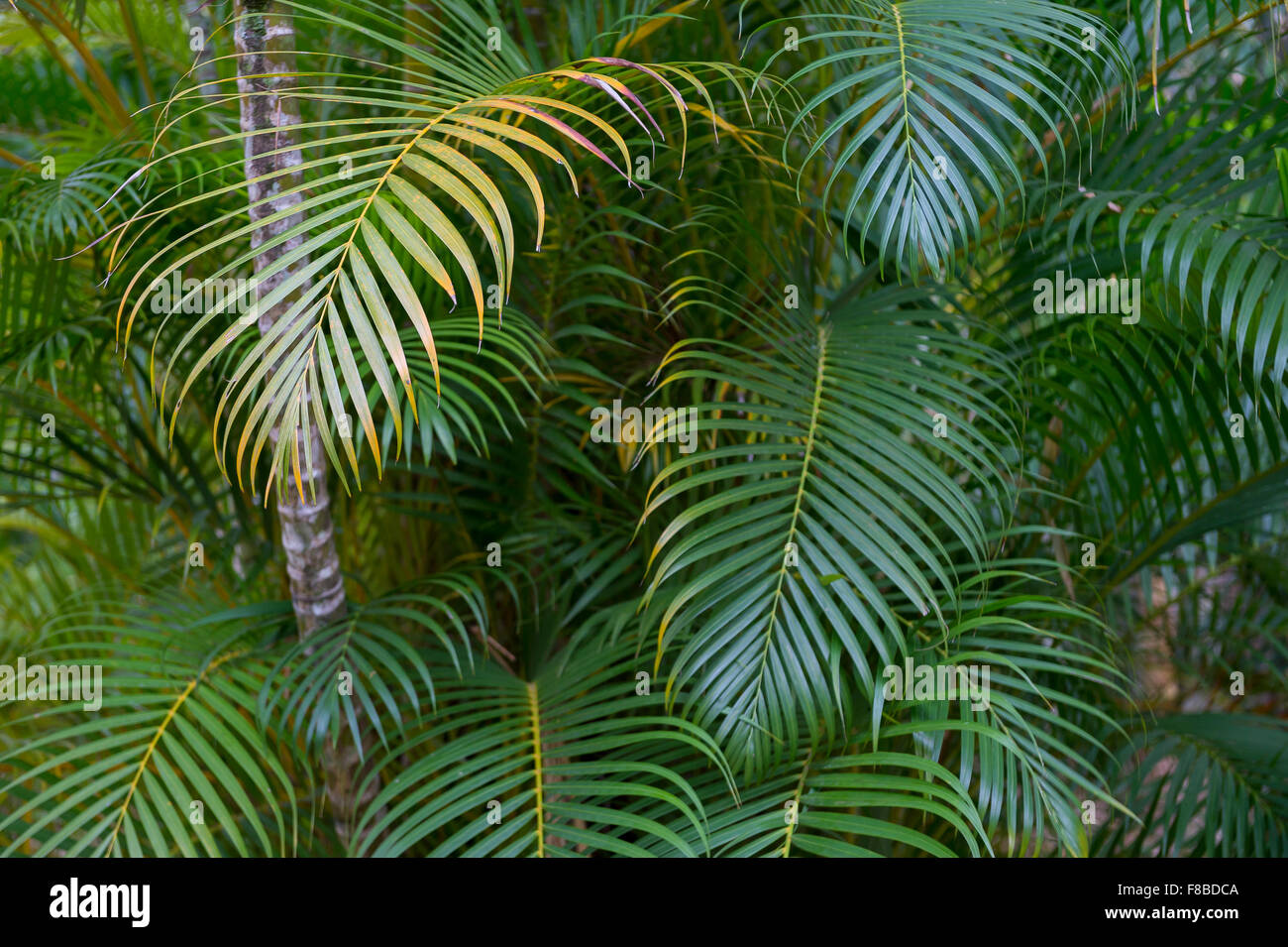 Tropical jungle background of layers of green palm fronds Stock Photo ...