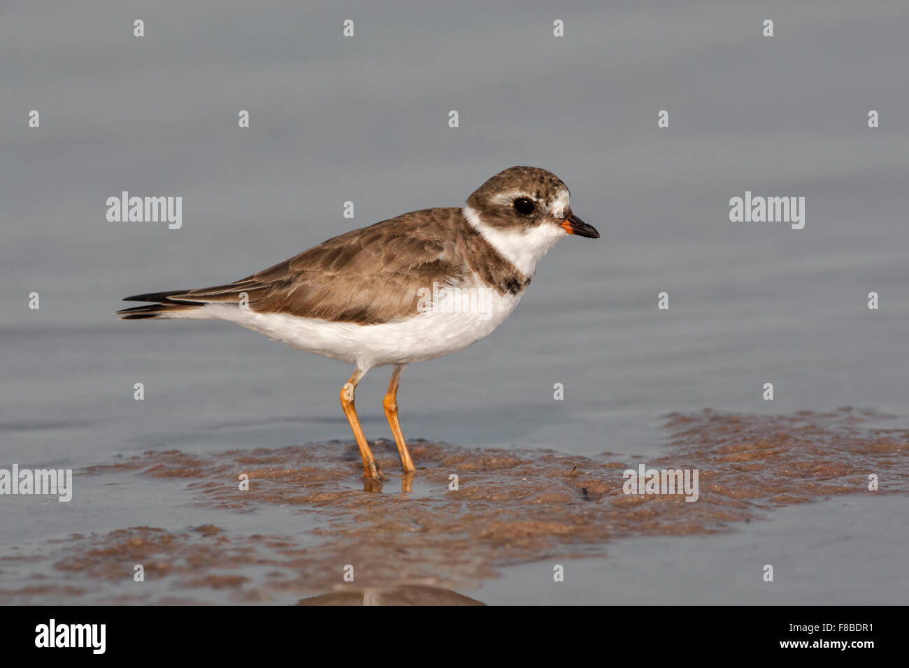 Semi palmated Plover Stock Photo - Alamy