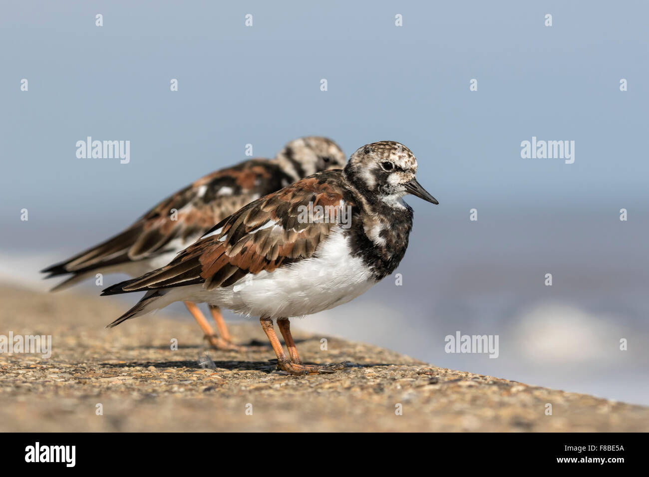 Pair of turnstone hi-res stock photography and images - Alamy